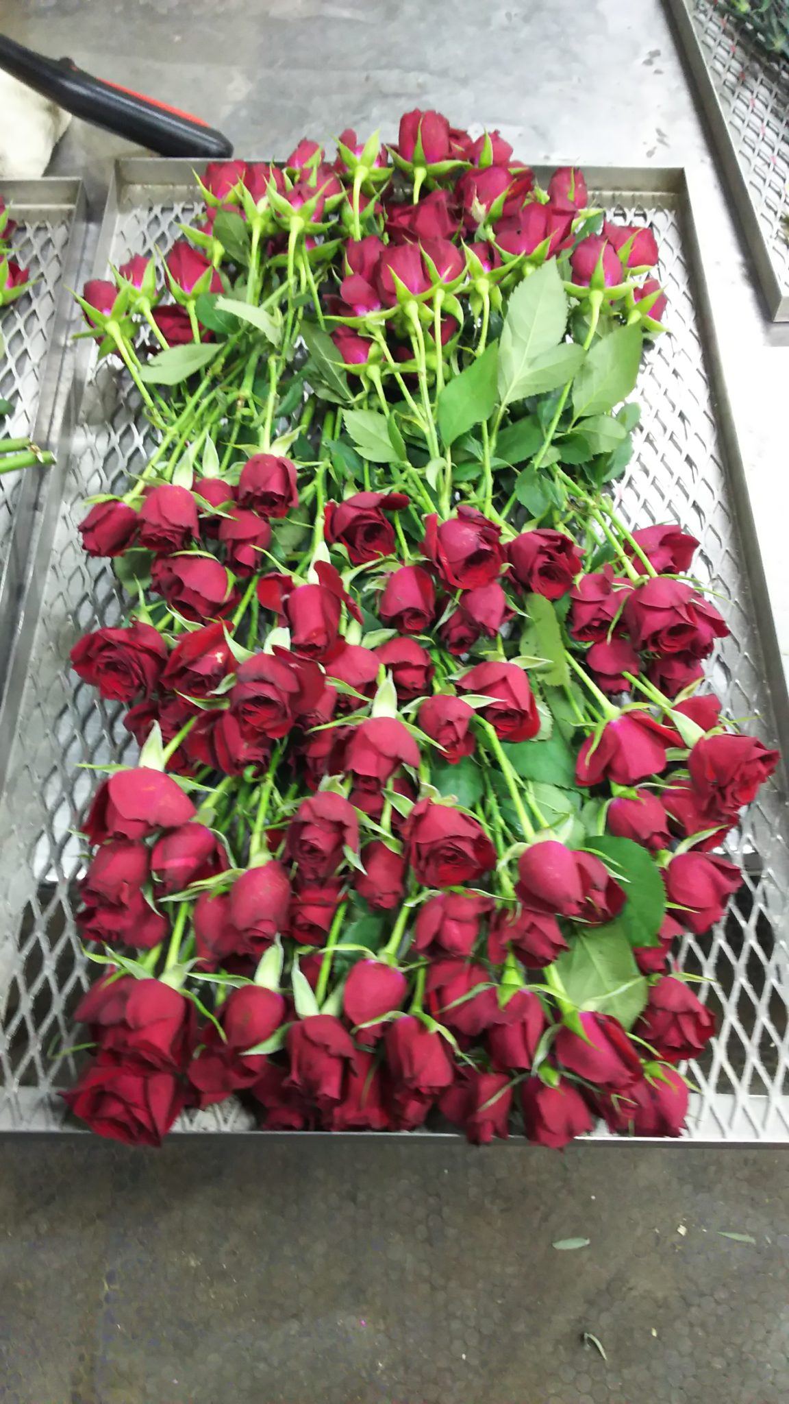 Frozen flower | フローラル工房・桂